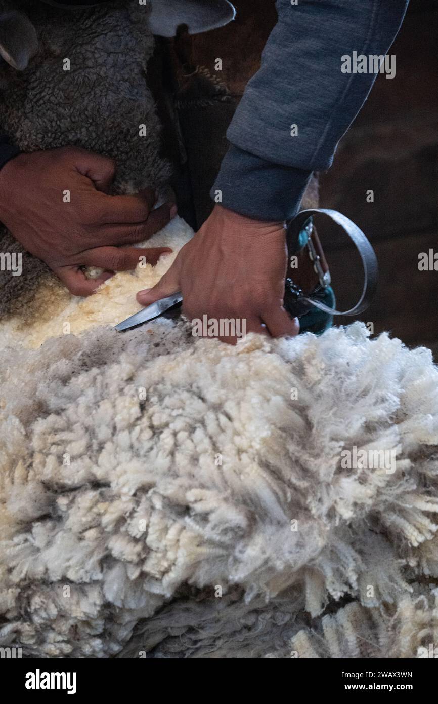 Raw Sheep Wool Stock Photo - Alamy