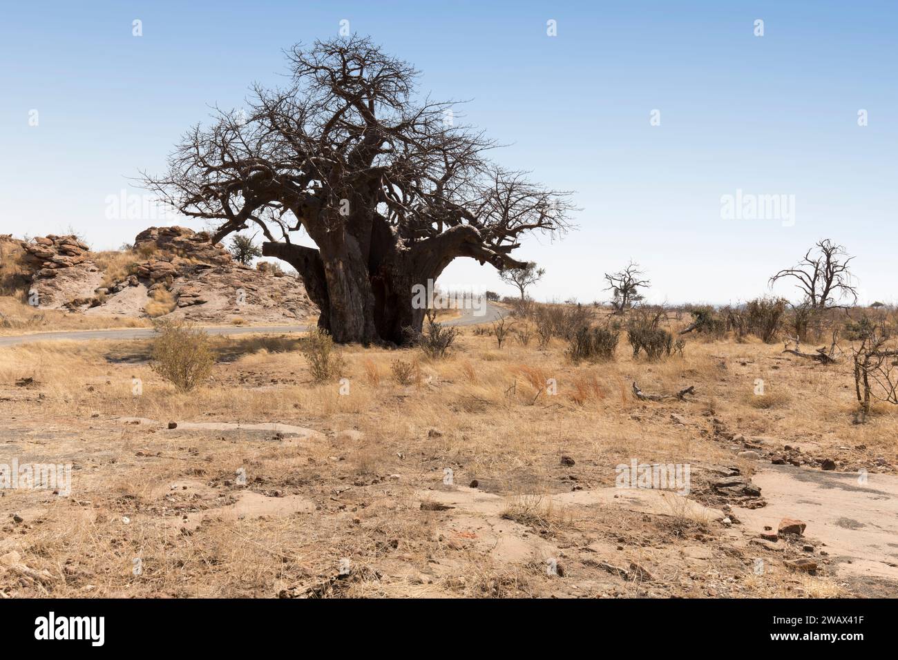Landscape of Mapungubwe national park in Southafrica Stock Photo - Alamy