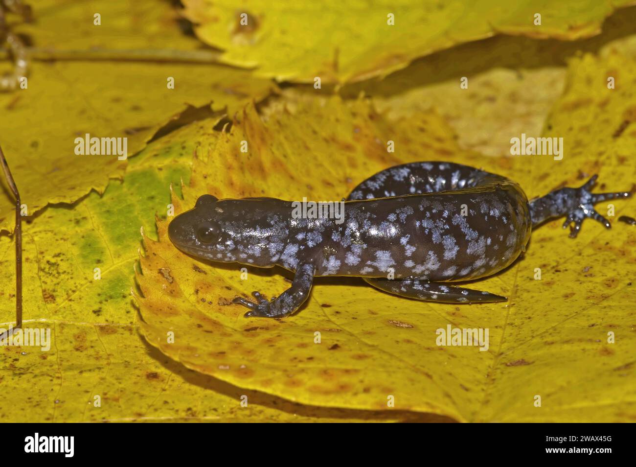 Natural closeup on the North American endangered and protected Blue ...