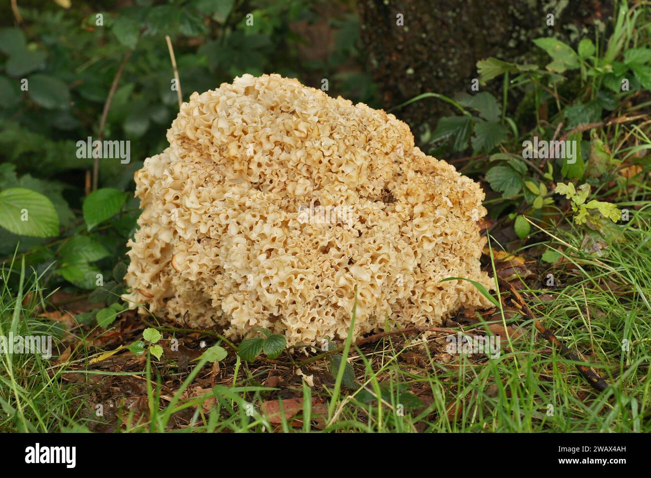 Natural Closeup on the pale colored cauliflower fungus mushroom ...