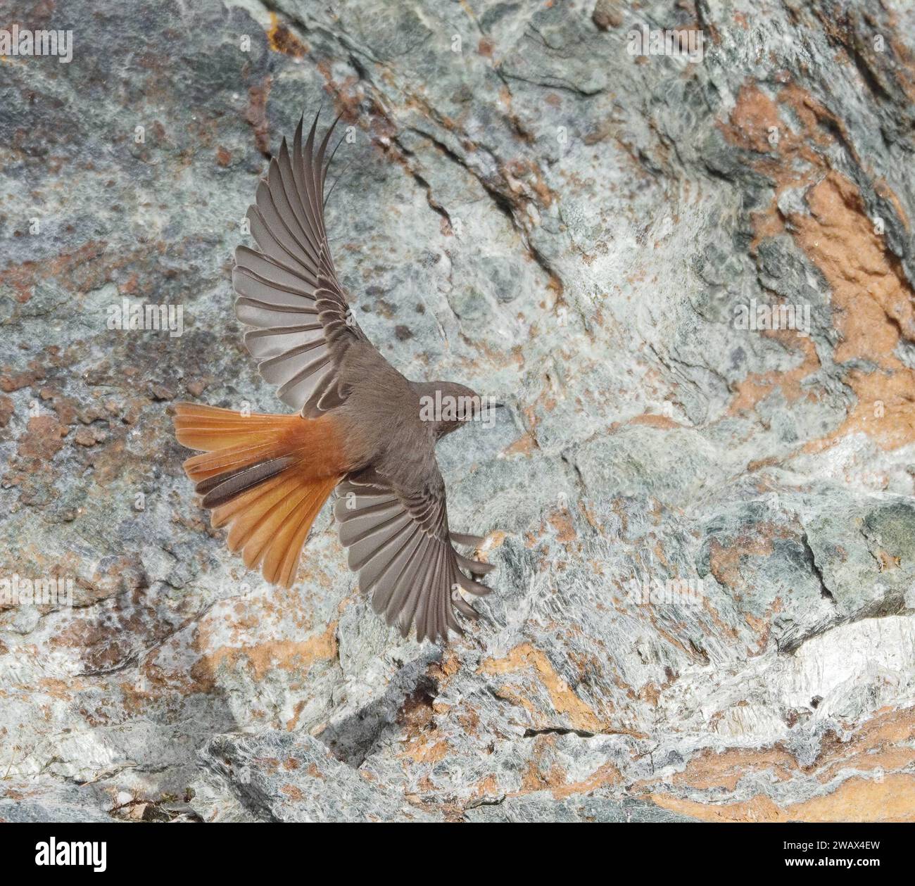 Plumage characteristics hi-res stock photography and images - Alamy