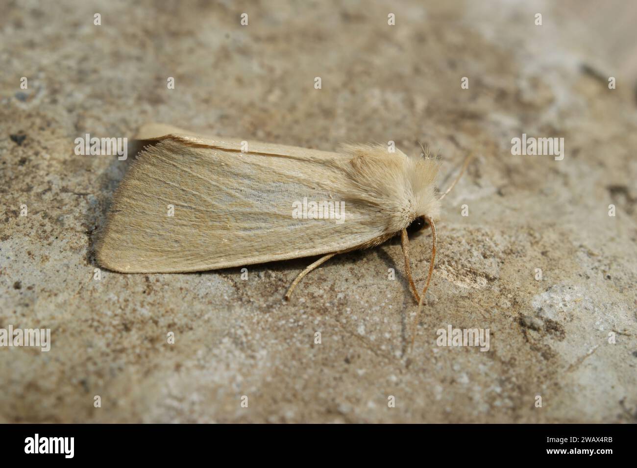 Detailed closeup on the pale brown colored Fen Wainscot owlet moth ...