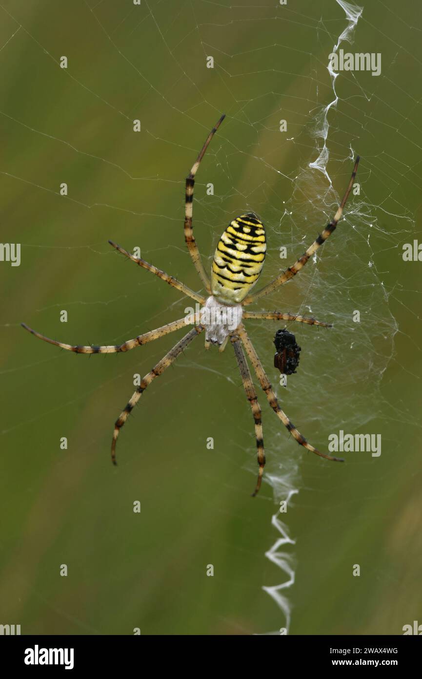 Natural vertical closeup on a colorful female wasp spider, Argiope ...