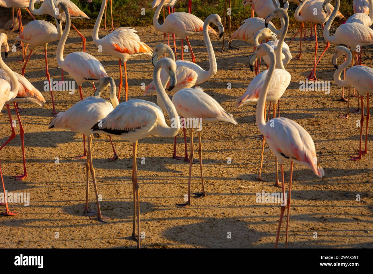 Flock of Greater Flamingos (Phoenicopterus roseus) at Ras Al Khor ...