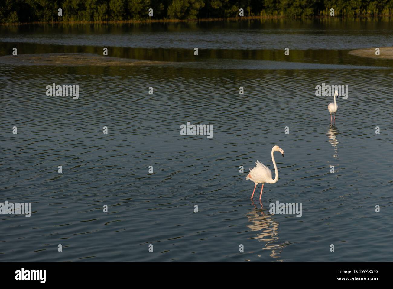 Flock of Greater Flamingos (Phoenicopterus roseus) at Ras Al Khor ...