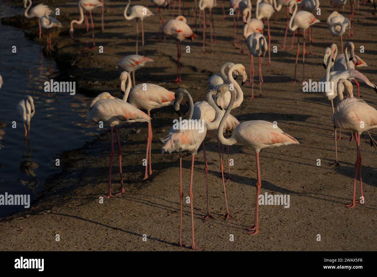 Flock of Greater Flamingos (Phoenicopterus roseus) at Ras Al Khor ...