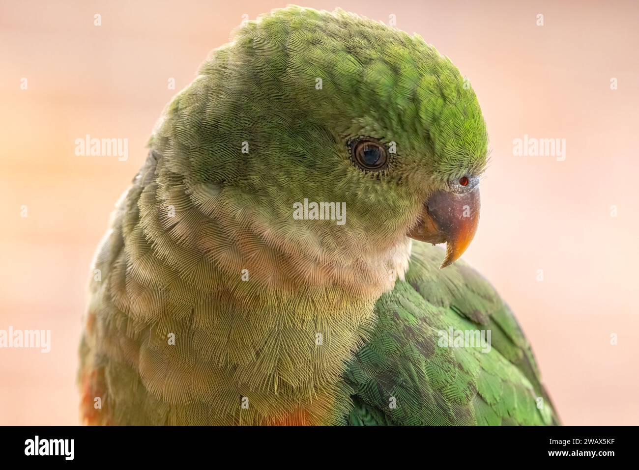 Close-up on a female Australian King Parrot (Alisterus scapularis) head ...