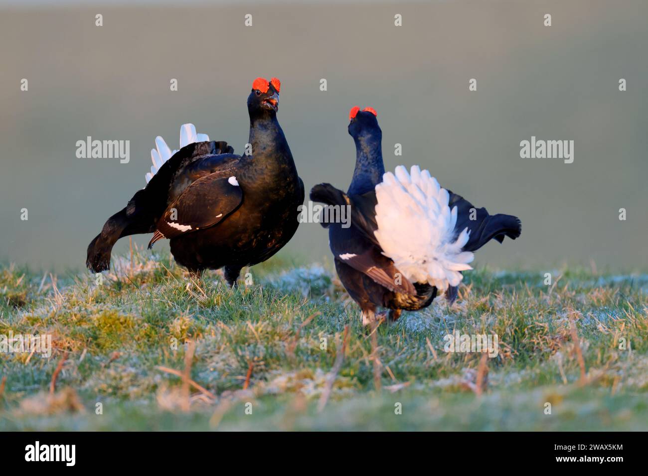 Two male Black Grouse (Lyrurus tetrix) face off as they display at a ...
