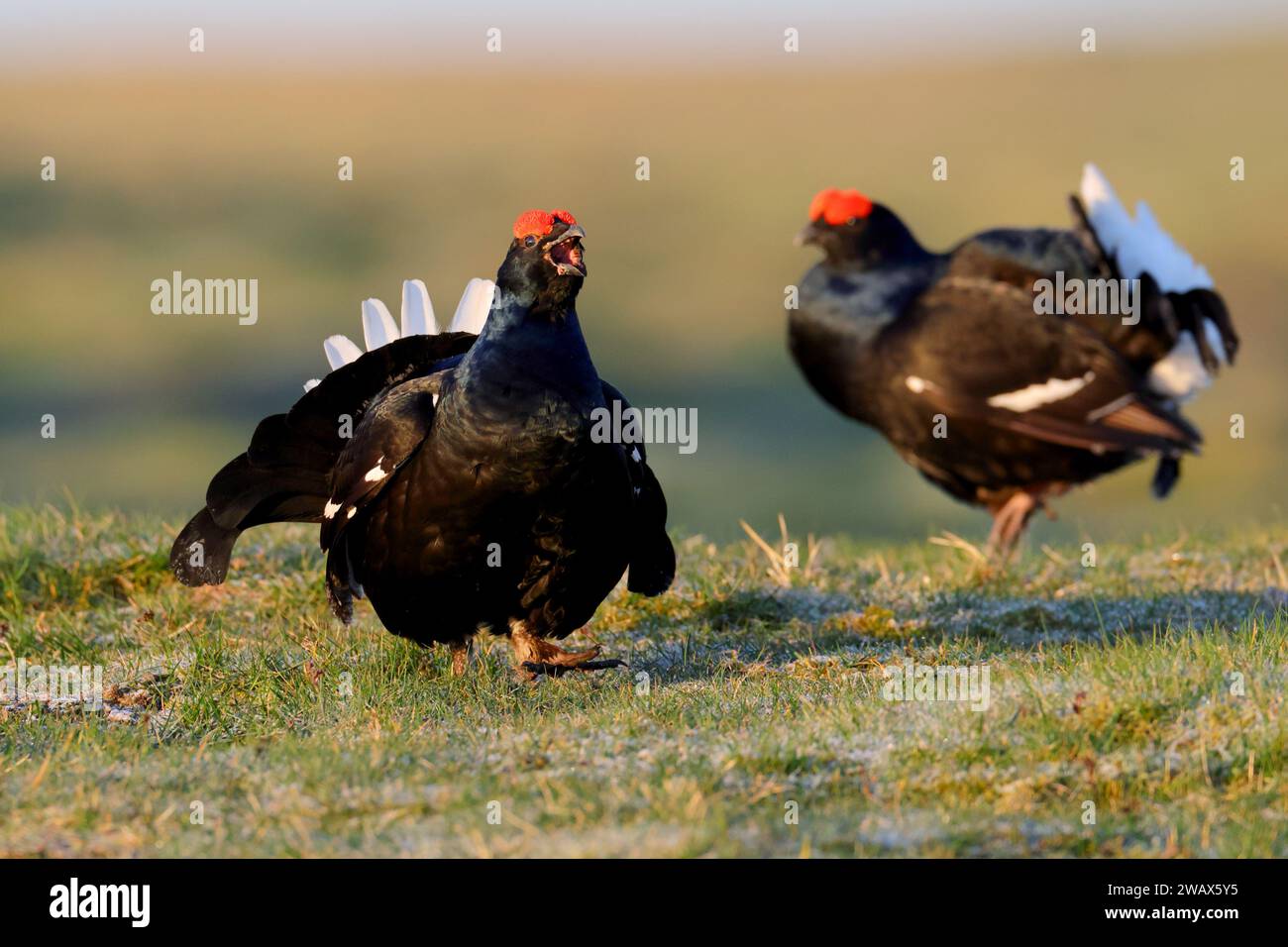 Two male Black Grouse (Lyrurus tetrix) face off as they display at a ...