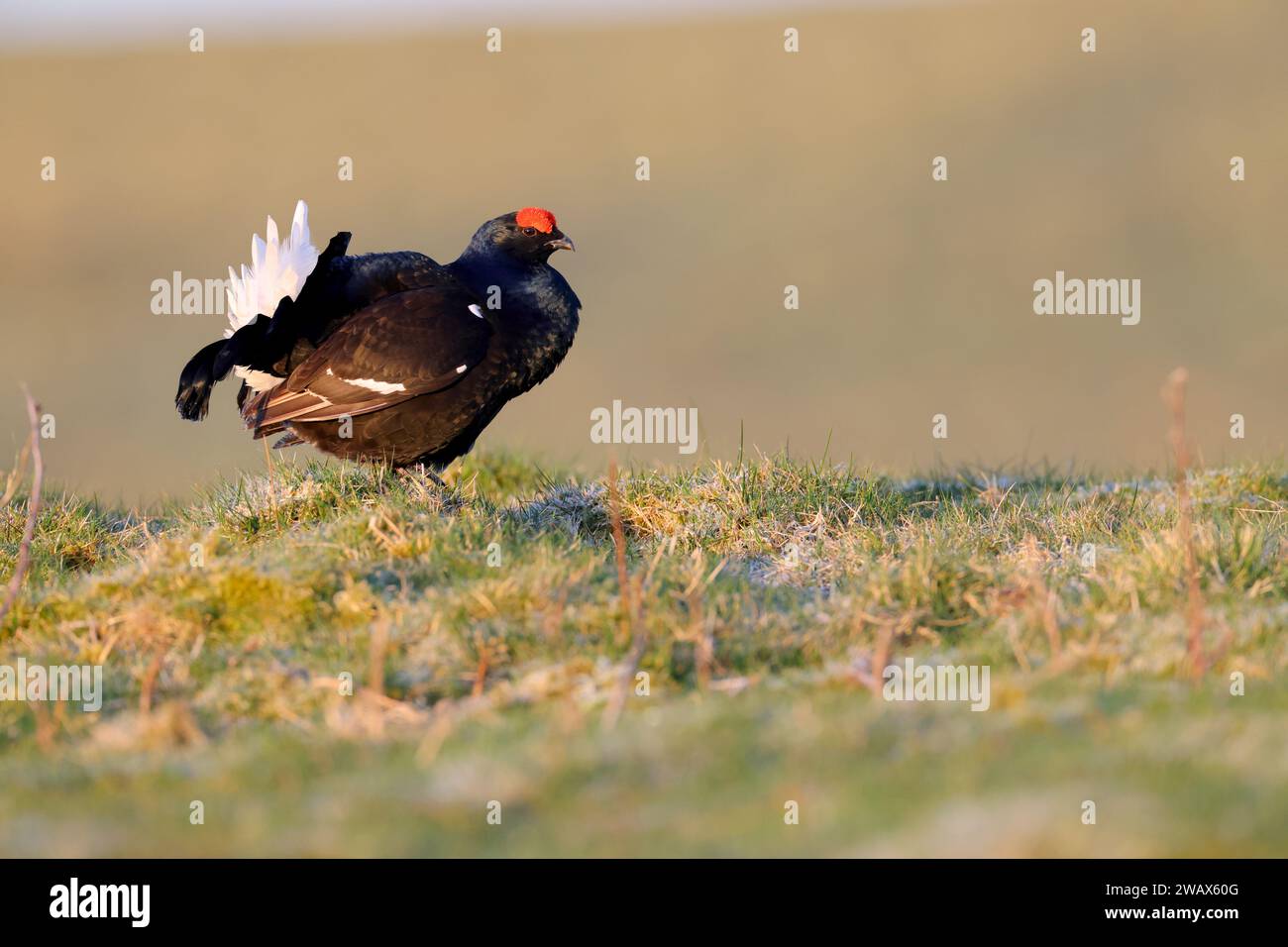 A male Black Grouse (Lyrurus tetrix) displaying at a lek in northern ...
