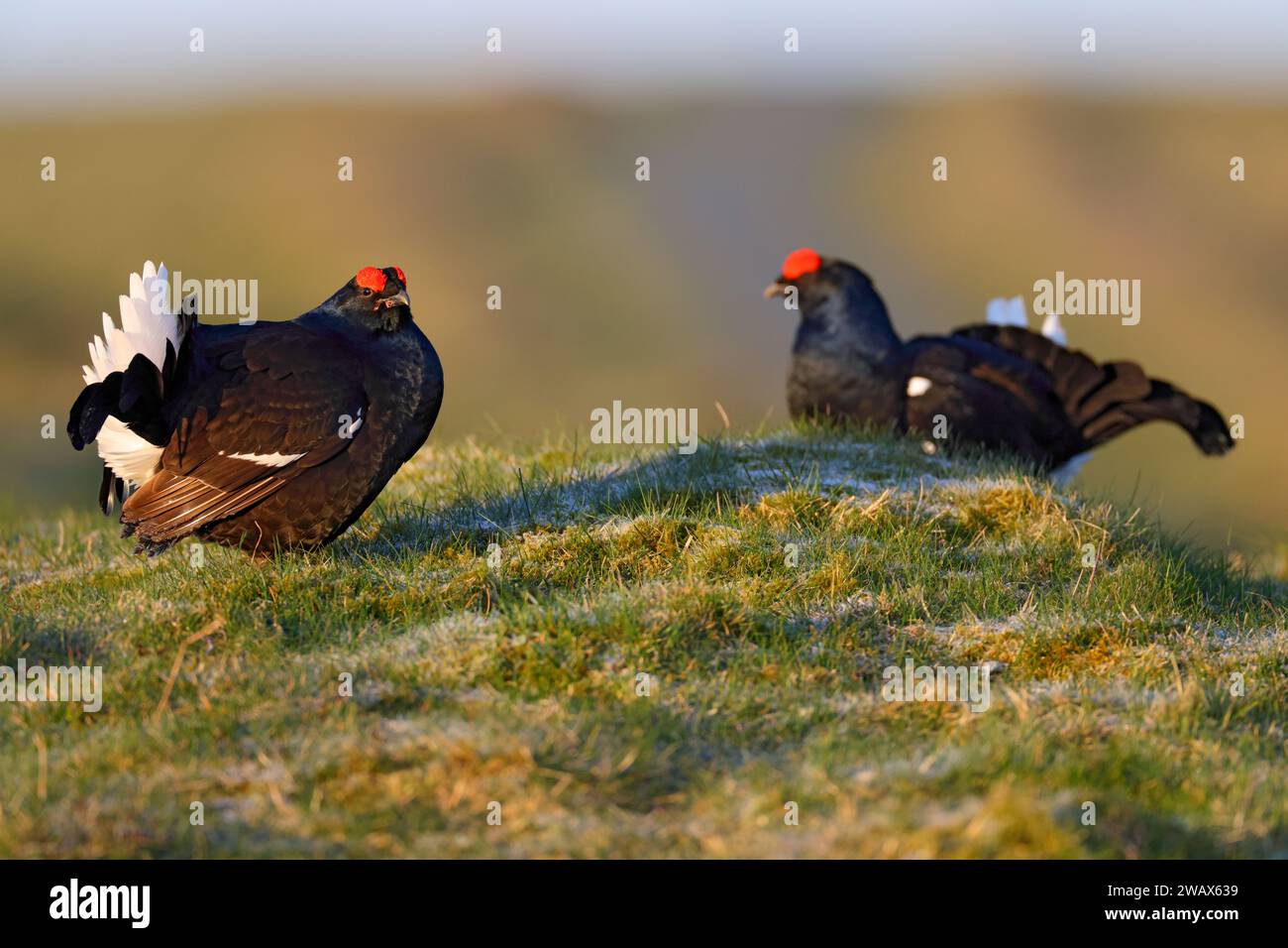 Two male Black Grouse (Lyrurus tetrix) face off as they display at a ...