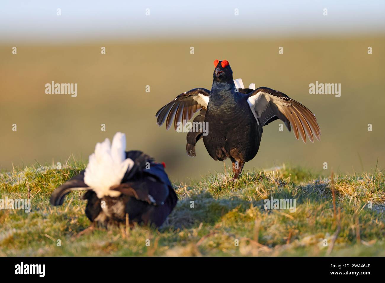 Two male Black Grouse (Lyrurus tetrix) face off as they display at a ...