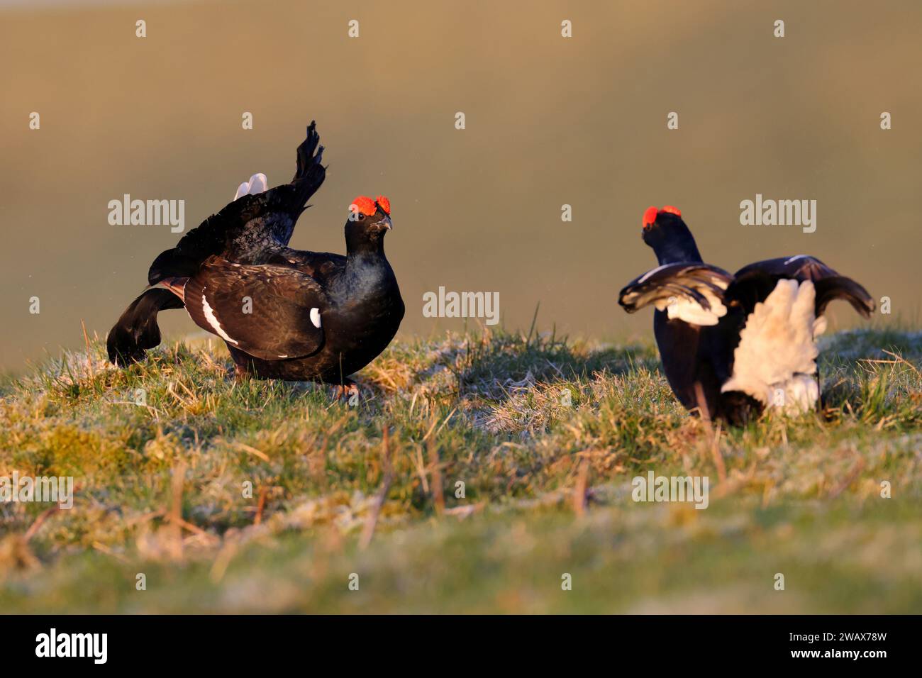 Two male Black Grouse (Lyrurus tetrix) face off as they display at a ...