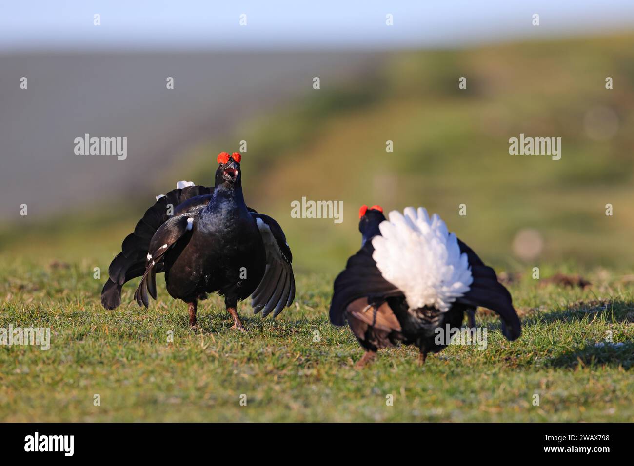 Two male Black Grouse (Lyrurus tetrix) face off as they display at a ...