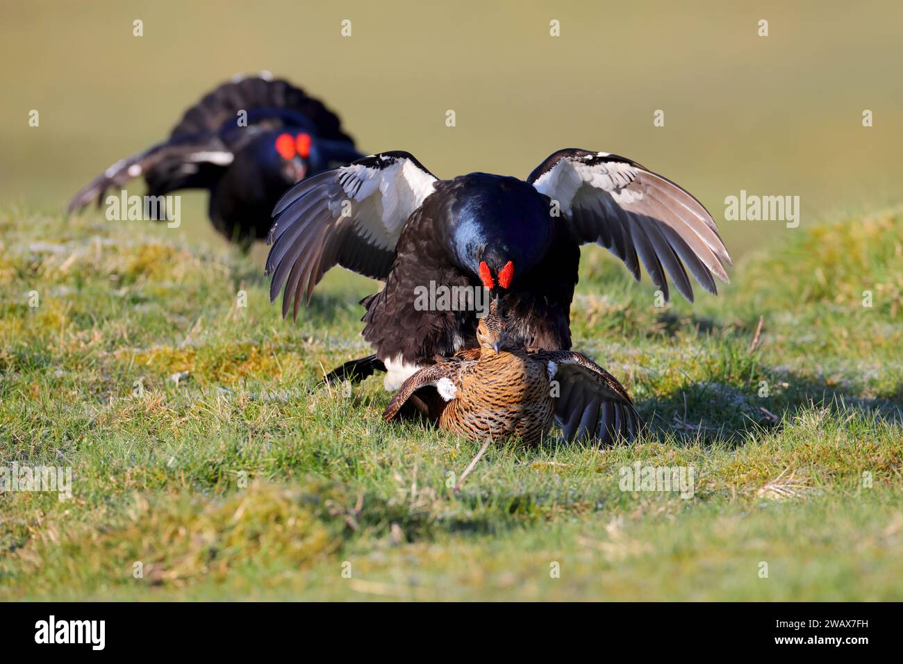 A pair of Black Grouse (Lyrurus tetrix) mating near at a lek ...