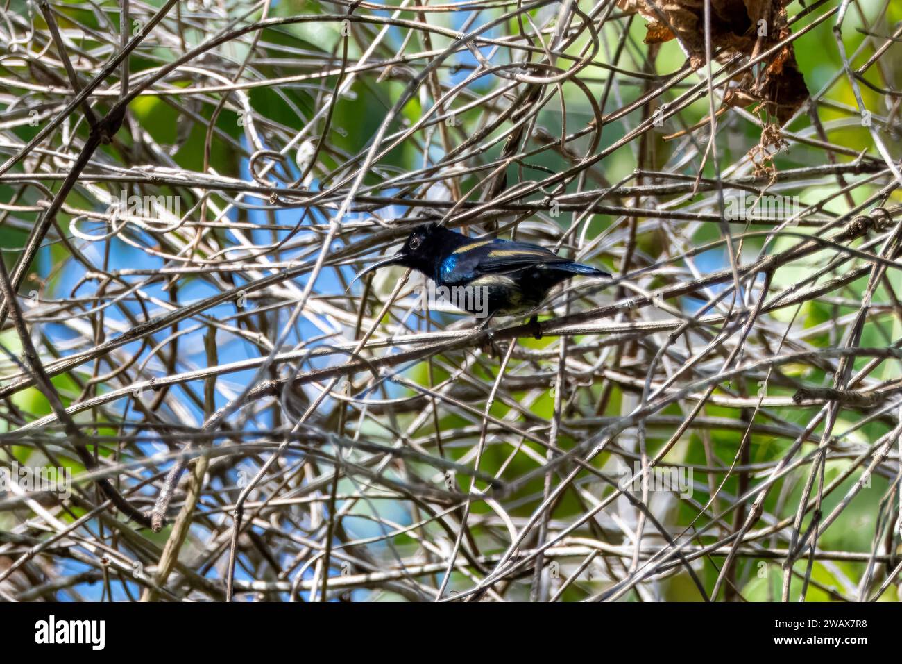 Black sunbird (Leptocoma aspasia) observed in Waigeo in West Papua ...
