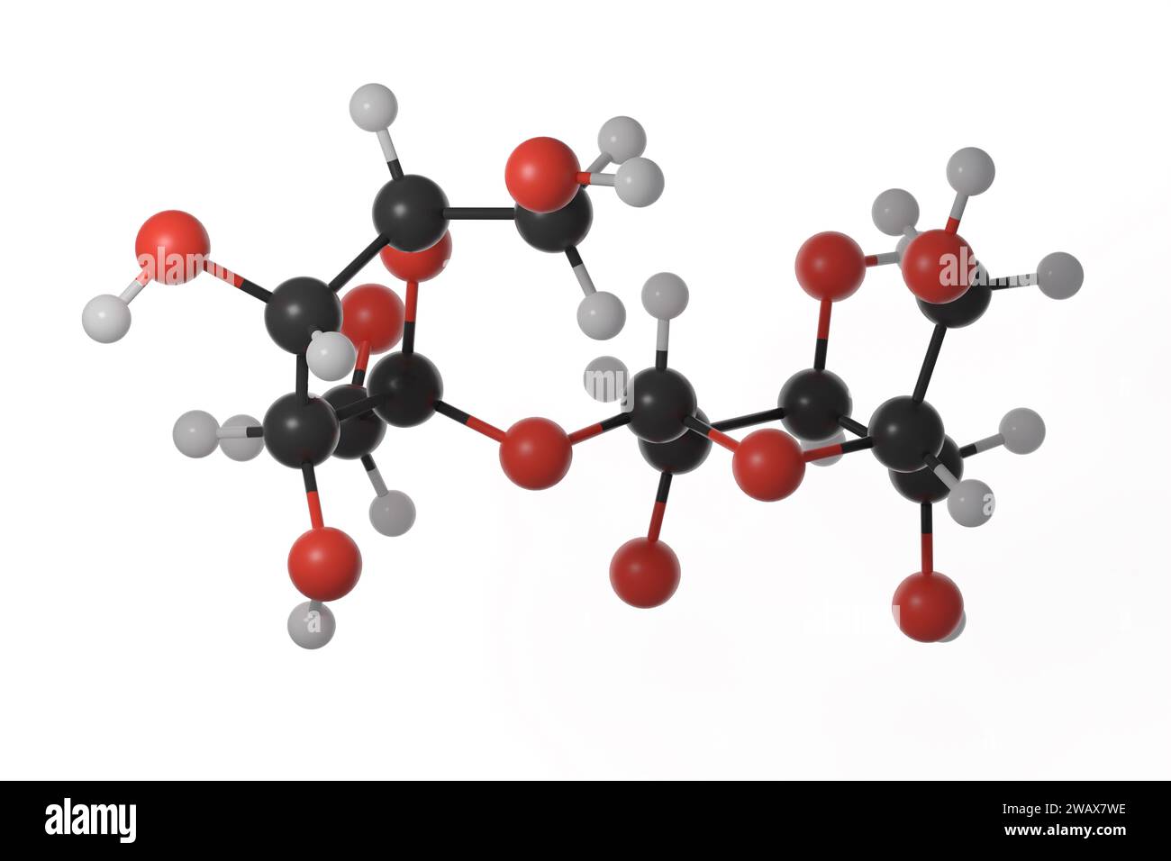 Ball and stick model of sucrose molecule against a white background ...