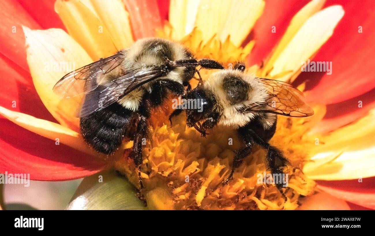 A pair of Bombus impatiens Common Eastern Bumble Bees interacting while ...