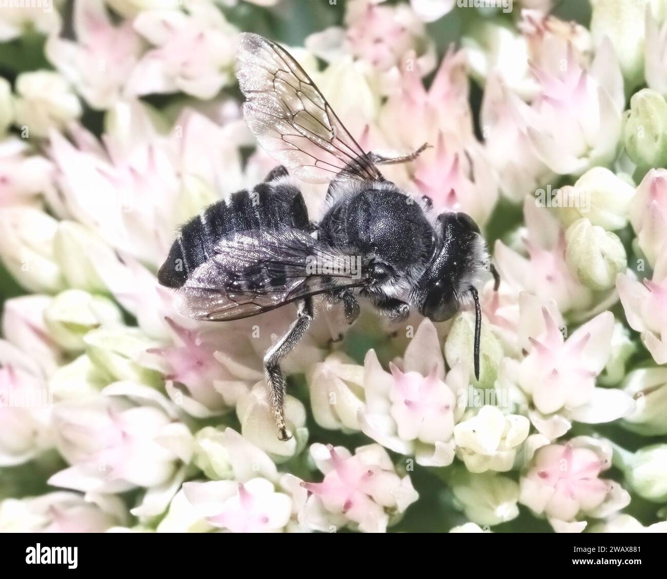 Posterior abdomen hi-res stock photography and images - Alamy