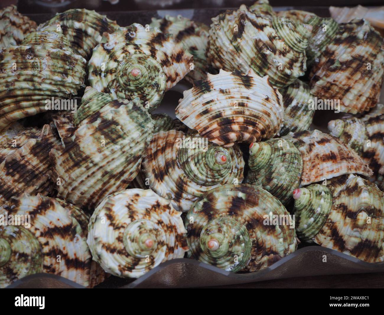 Green white sea shells hi-res stock photography and images - Alamy