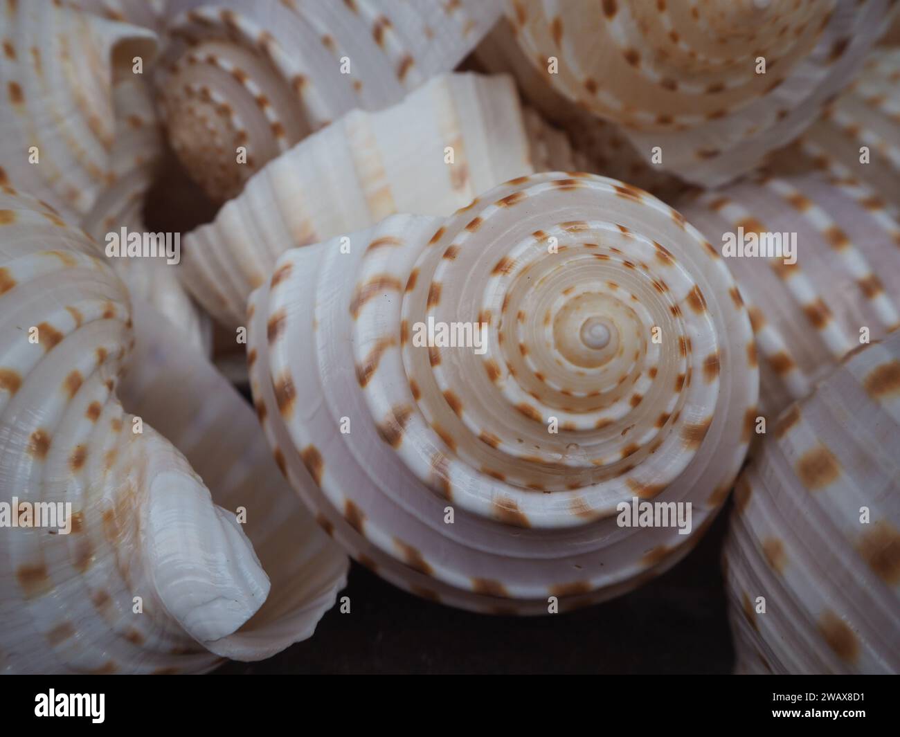 Fibonacci shell hi-res stock photography and images - Alamy