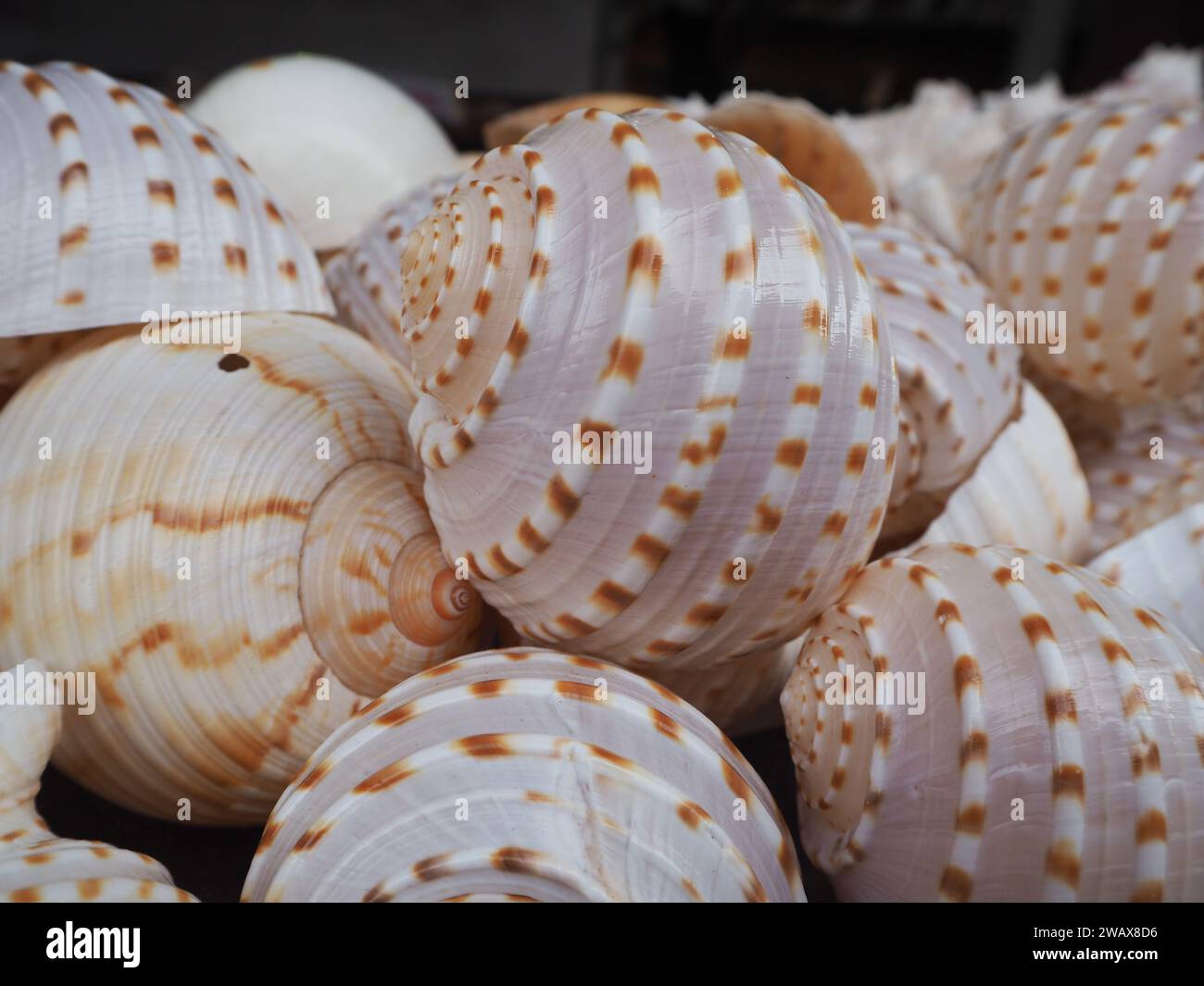 Collection of white sea shells with spiraling pattern in brown and ...