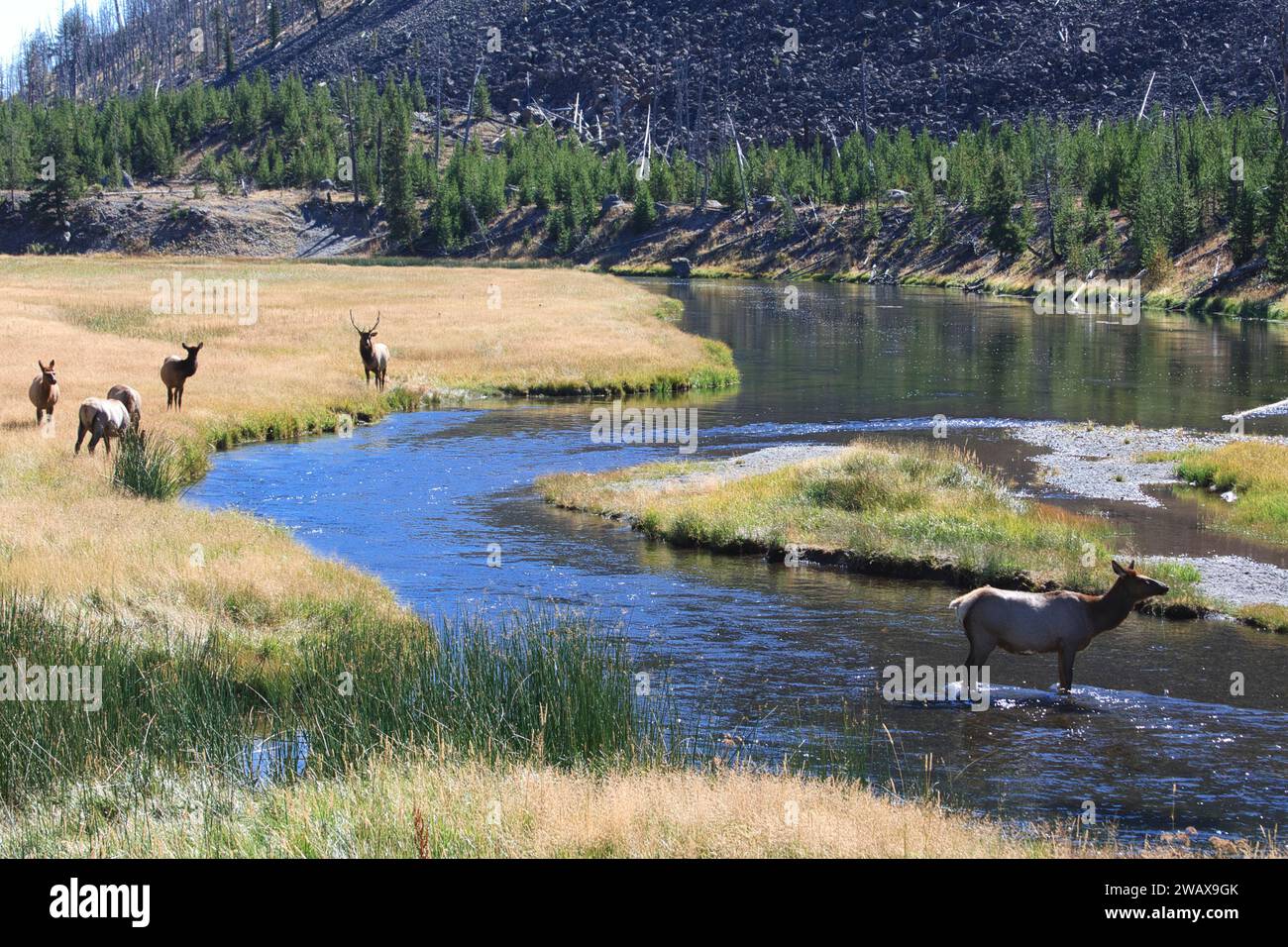 Deer in Yellowstone national park Stock Photo - Alamy