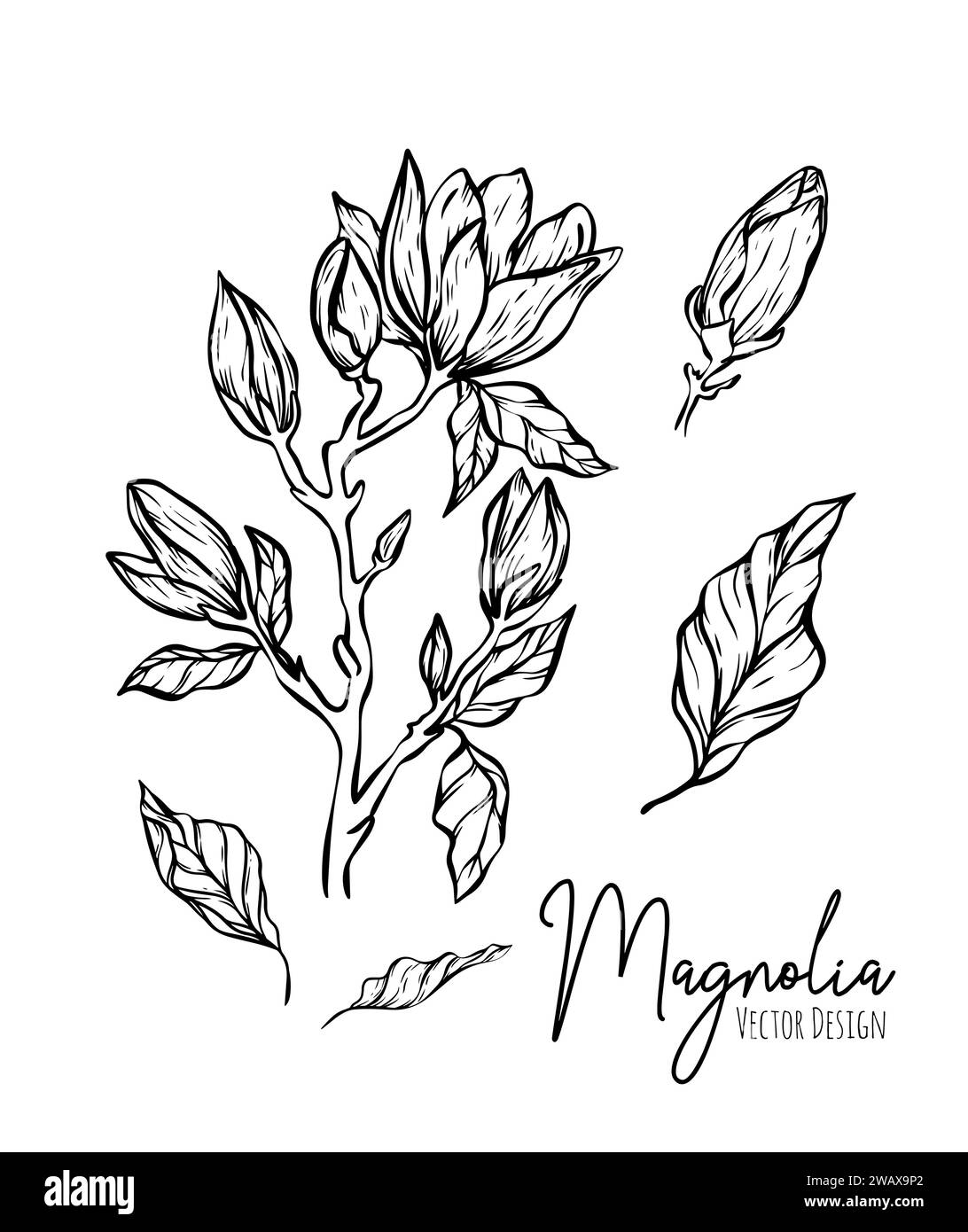 Magnolia flower line illustration set. Hand drawn black outline wedding ...