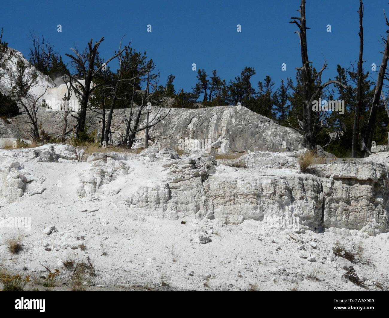 Dead trees in an area of the upper geyser basin terrace with an ...
