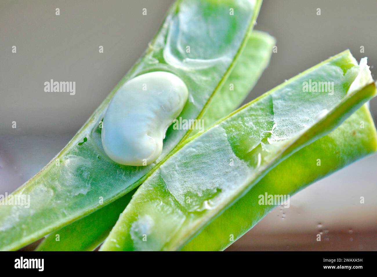 Kidney beans vector hi-res stock photography and images - Alamy