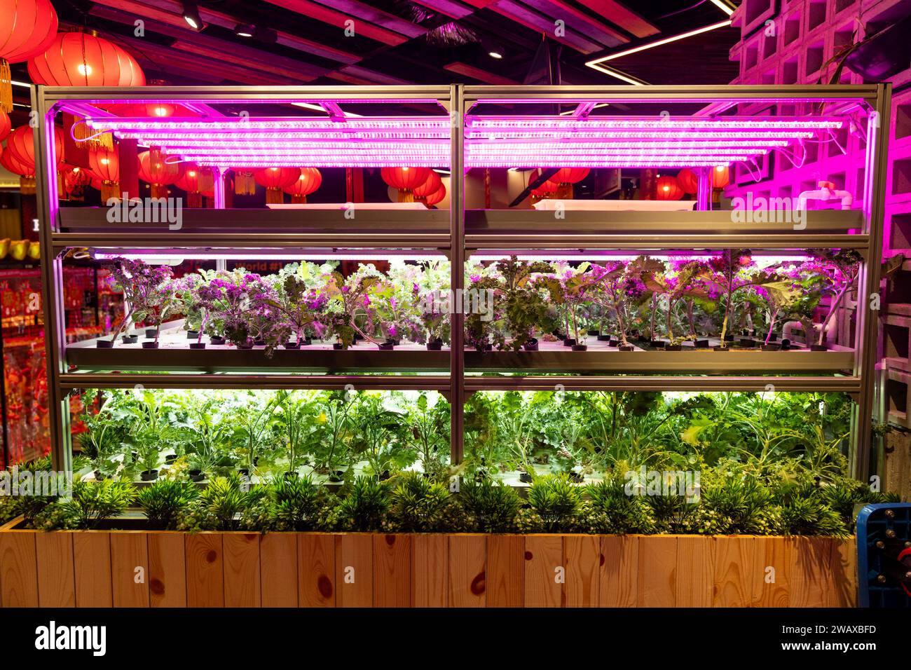 Multilevel Indoor Led light hydroponic farming produces safe and clean ...