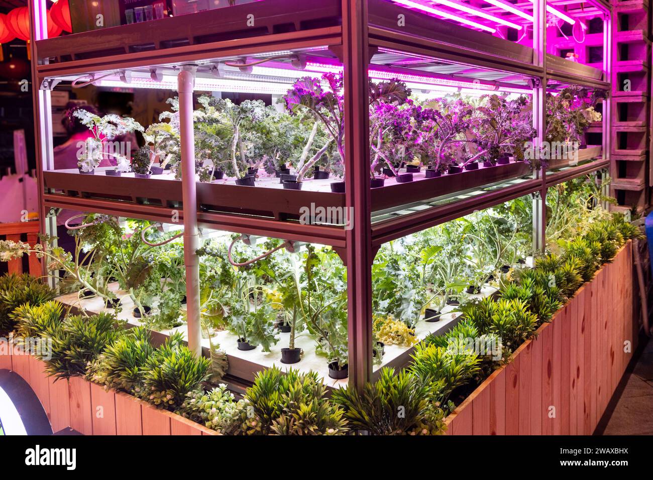 Multilevel Indoor Led light hydroponic farming produces safe and clean ...