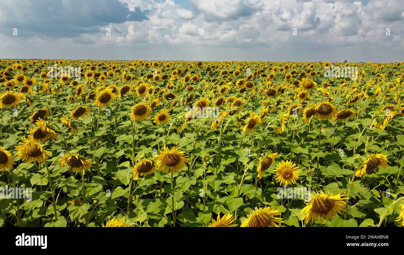 View above sunflowers field aerial hi-res stock photography and images ...