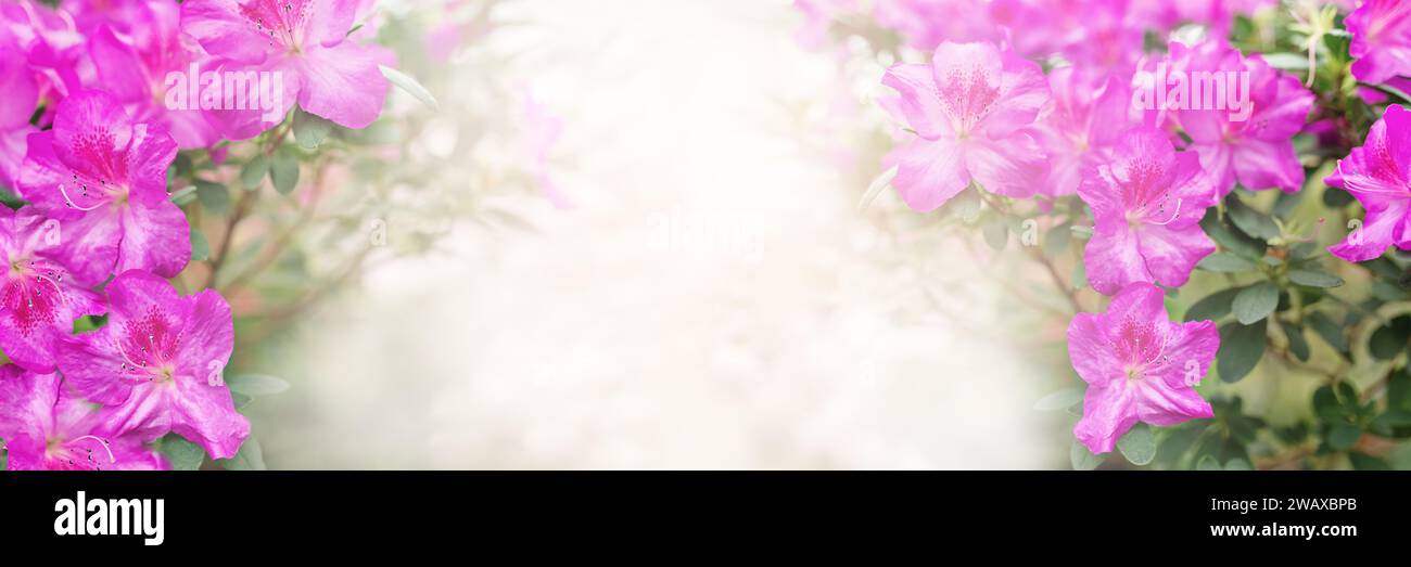 Banner of pink azalea bush in full bloom and green leaves ...