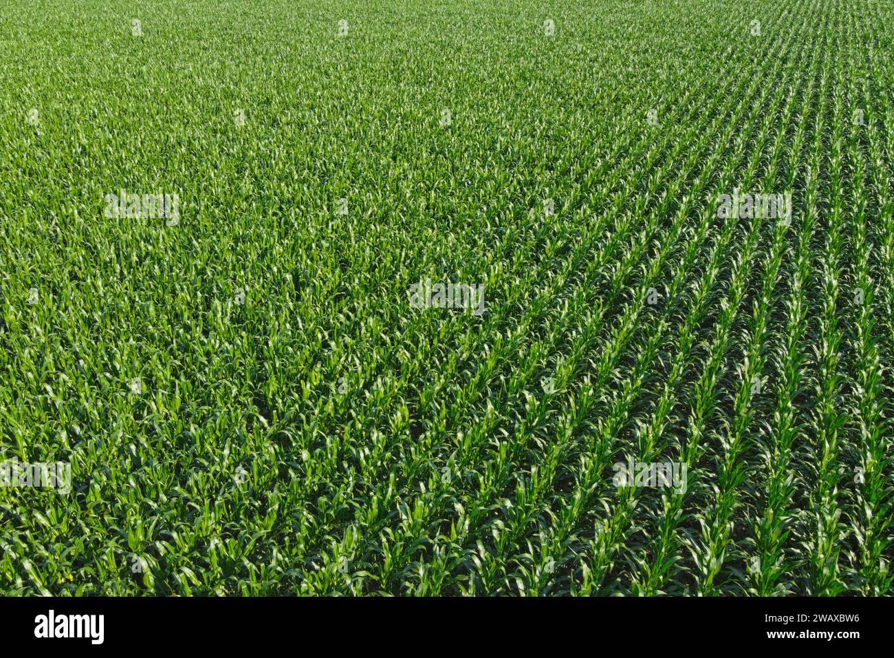 Extensive corn fields, top view. Green farm fields, landscape Stock ...