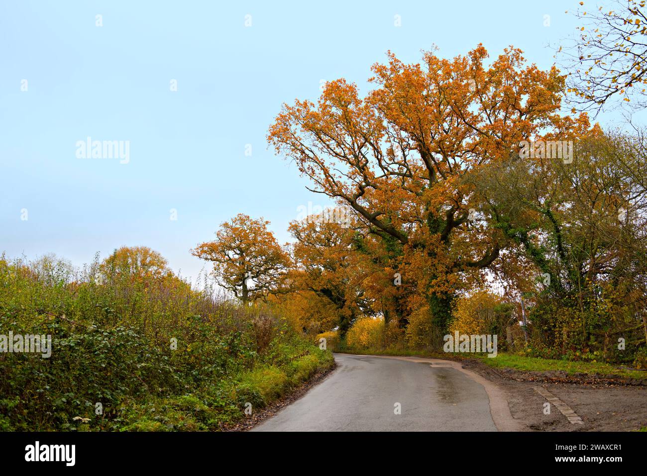 Autumnal colours in the Kentish countryside, England, Fall 2023 Stock ...