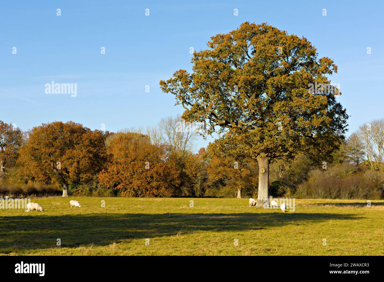 Autumnal colours in the Kentish countryside, England, Fall 2023 Stock ...