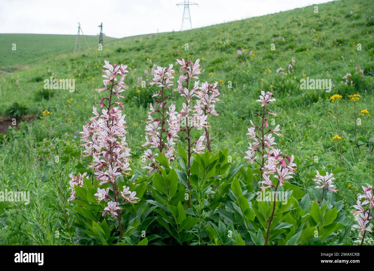White ash tree (lat. Dictamnus albus) is a species of perennial ...