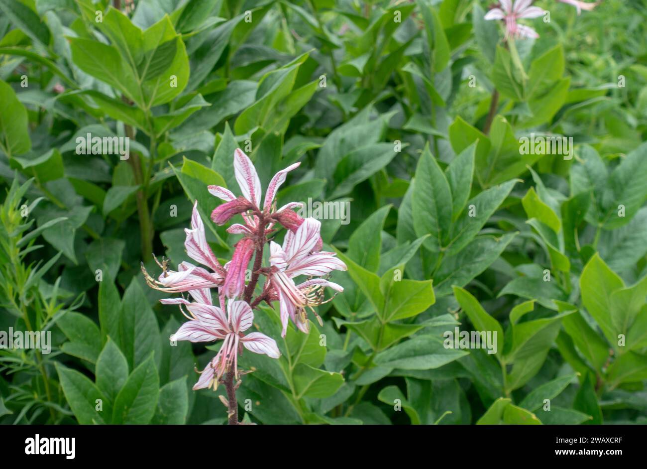 White ash tree (lat. Dictamnus albus) is a species of perennial ...