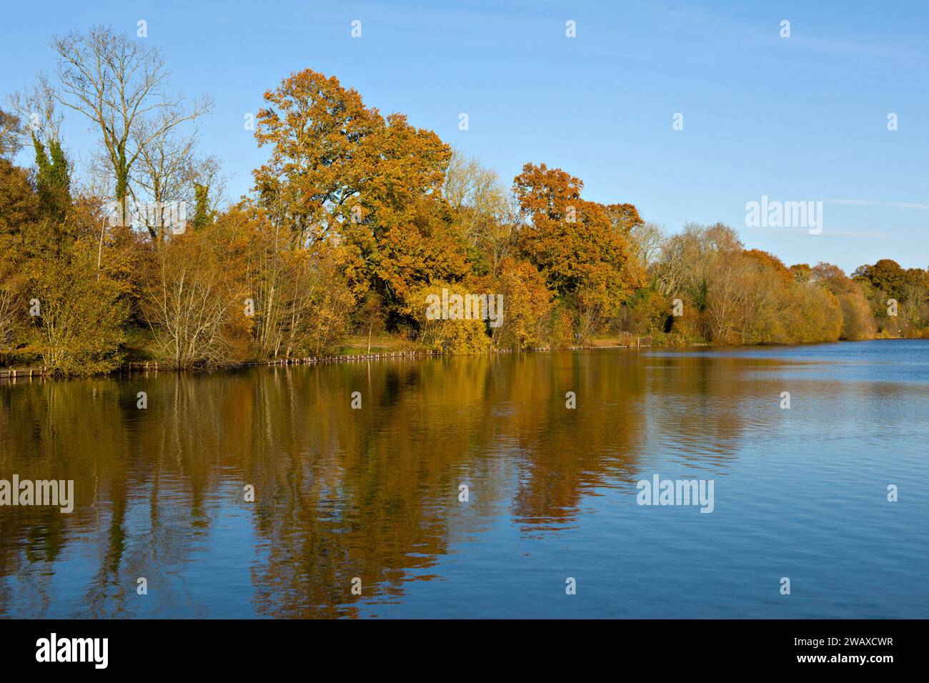 Autumnal colours in the Kentish countryside, England, Barden Lake ...