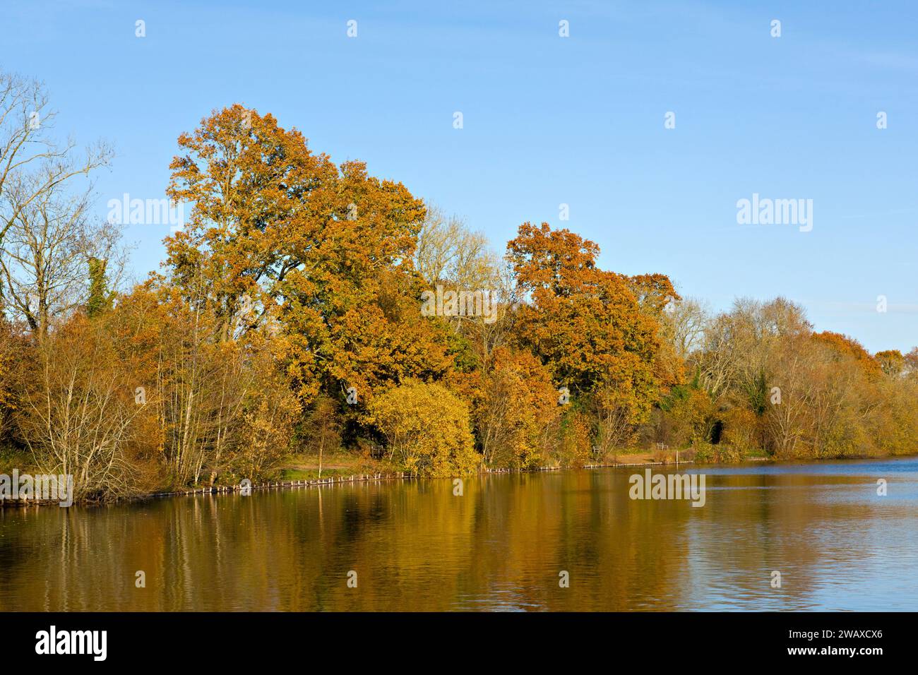 Autumnal colours in the Kentish countryside, England, Barden Lake ...