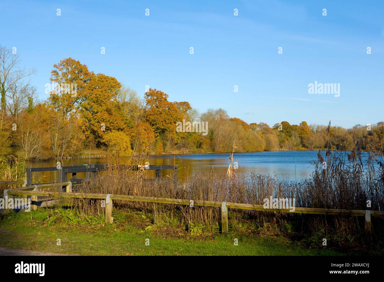 Autumnal colours in the Kentish countryside, England, Barden Lake ...