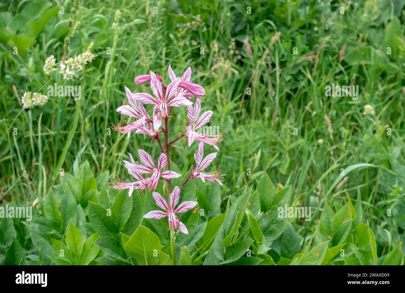 White ash tree (lat. Dictamnus albus) is a species of perennial ...