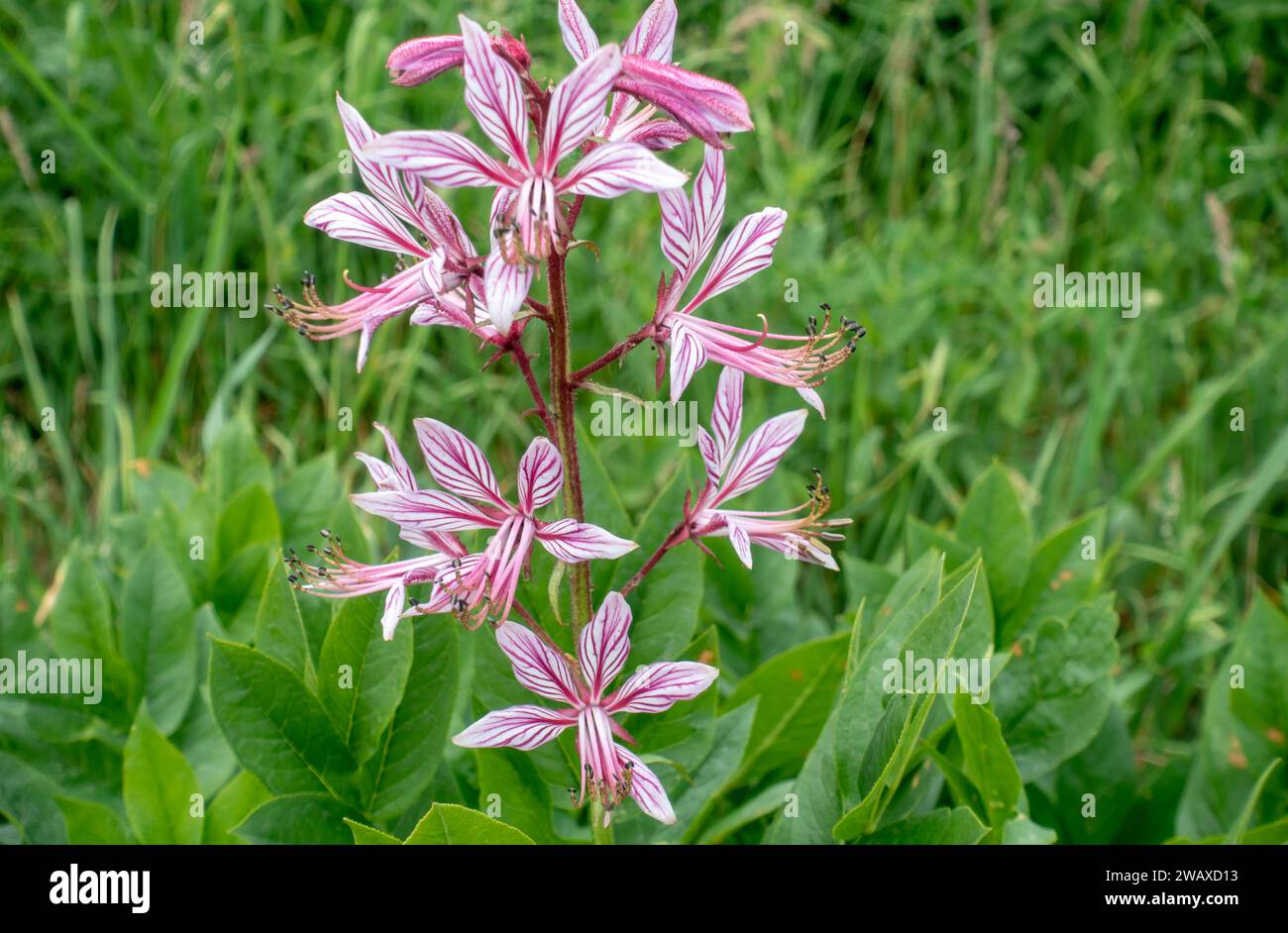 White ash tree (lat. Dictamnus albus) is a species of perennial ...