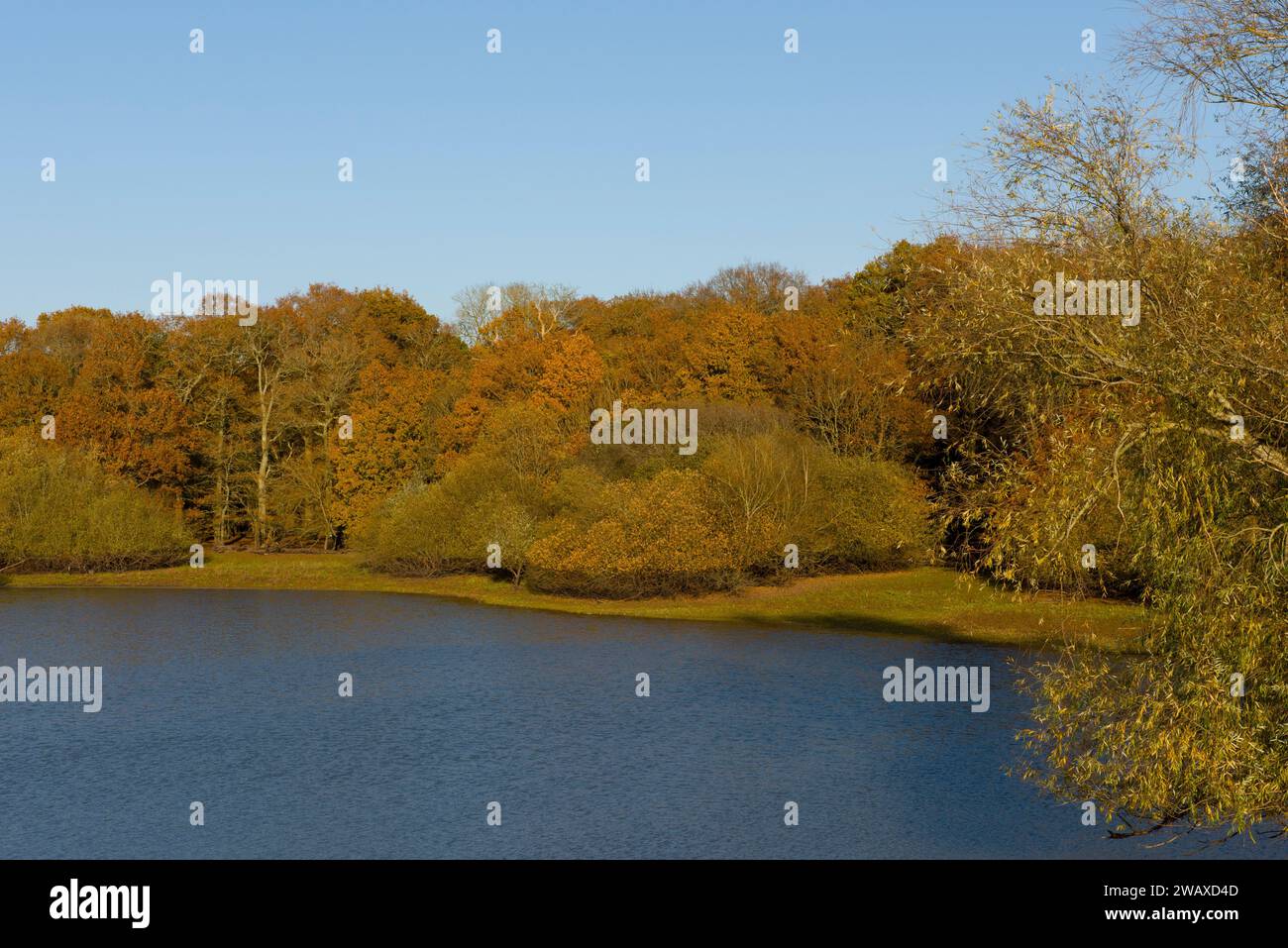 Autumn colours at Bough Beech Resevoir in Kent, England Stock Photo - Alamy