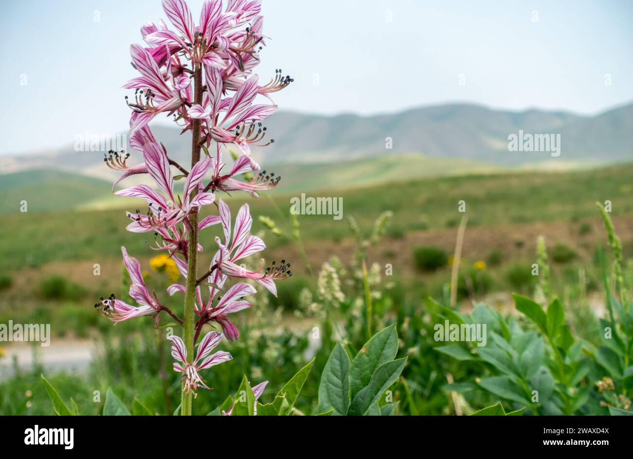 White ash tree (lat. Dictamnus albus) is a species of perennial ...
