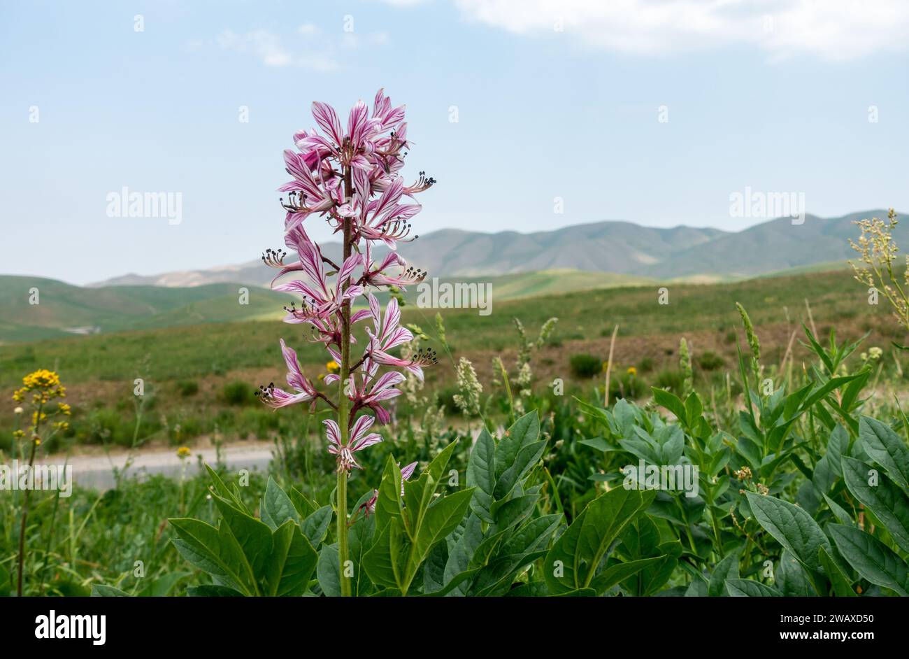 White ash tree (lat. Dictamnus albus) is a species of perennial ...