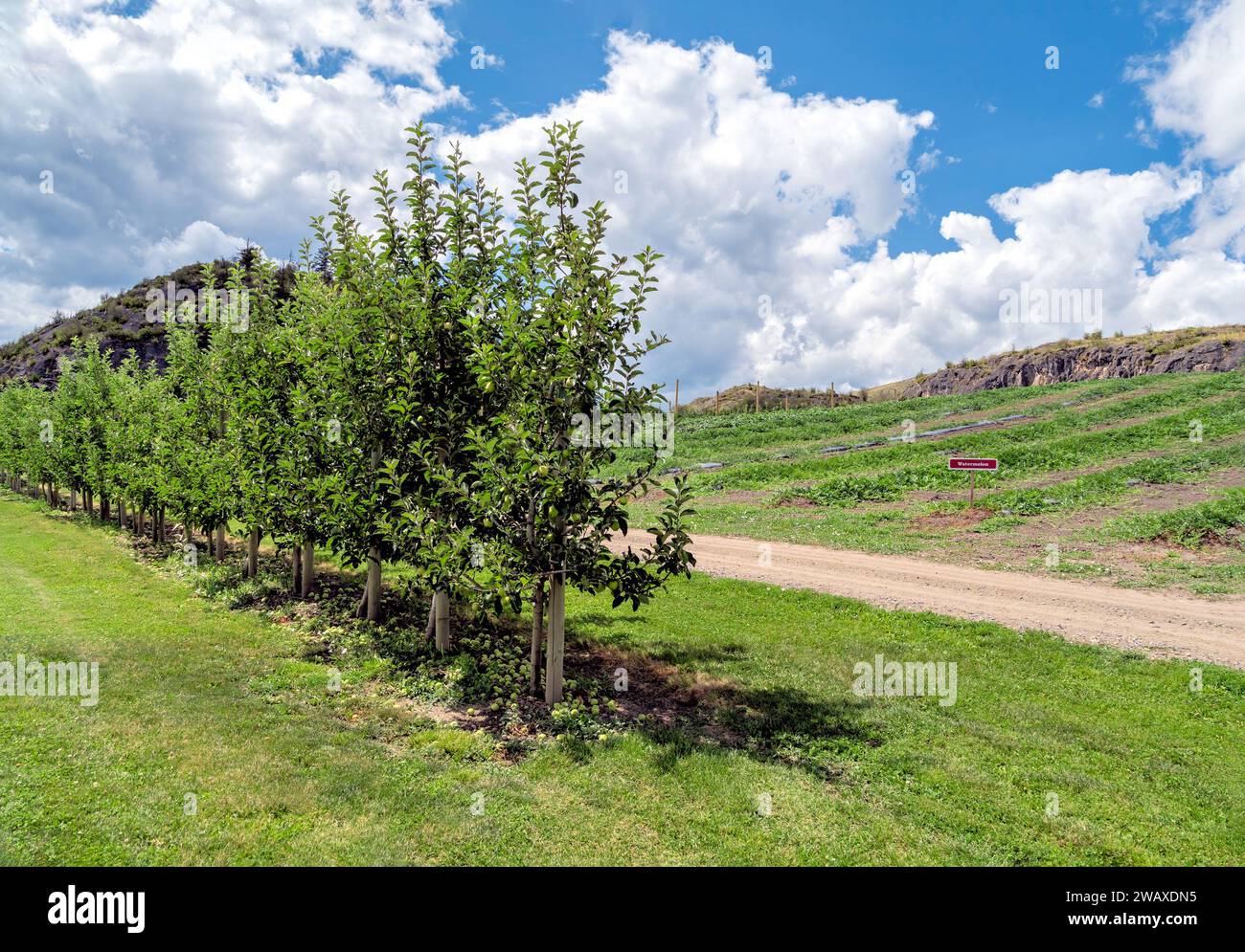 Orchard farm field with apple trees and watermelon plants on mountain ...