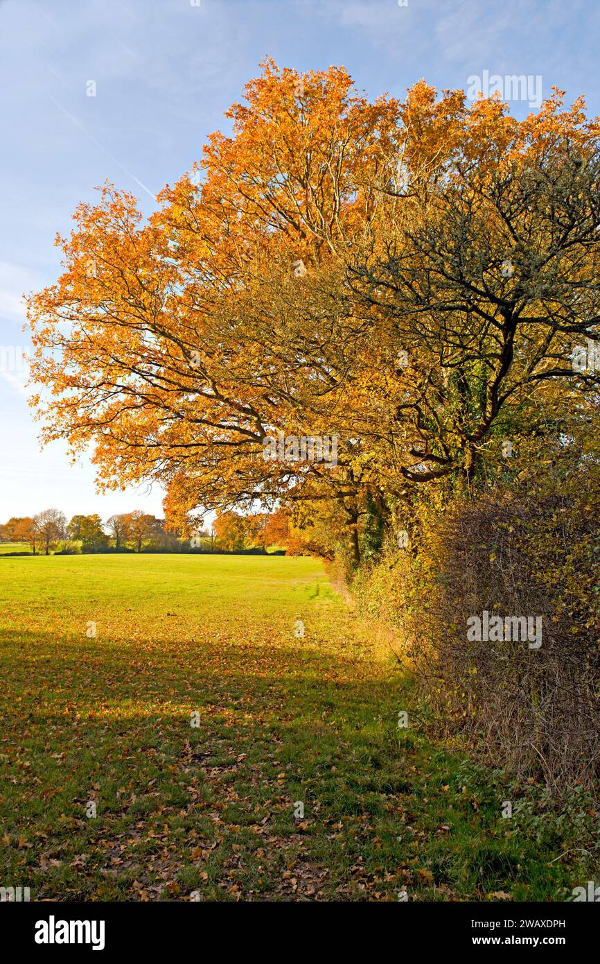 Autumnal colours in the Kentish countryside, England, Fall 2023 Stock ...