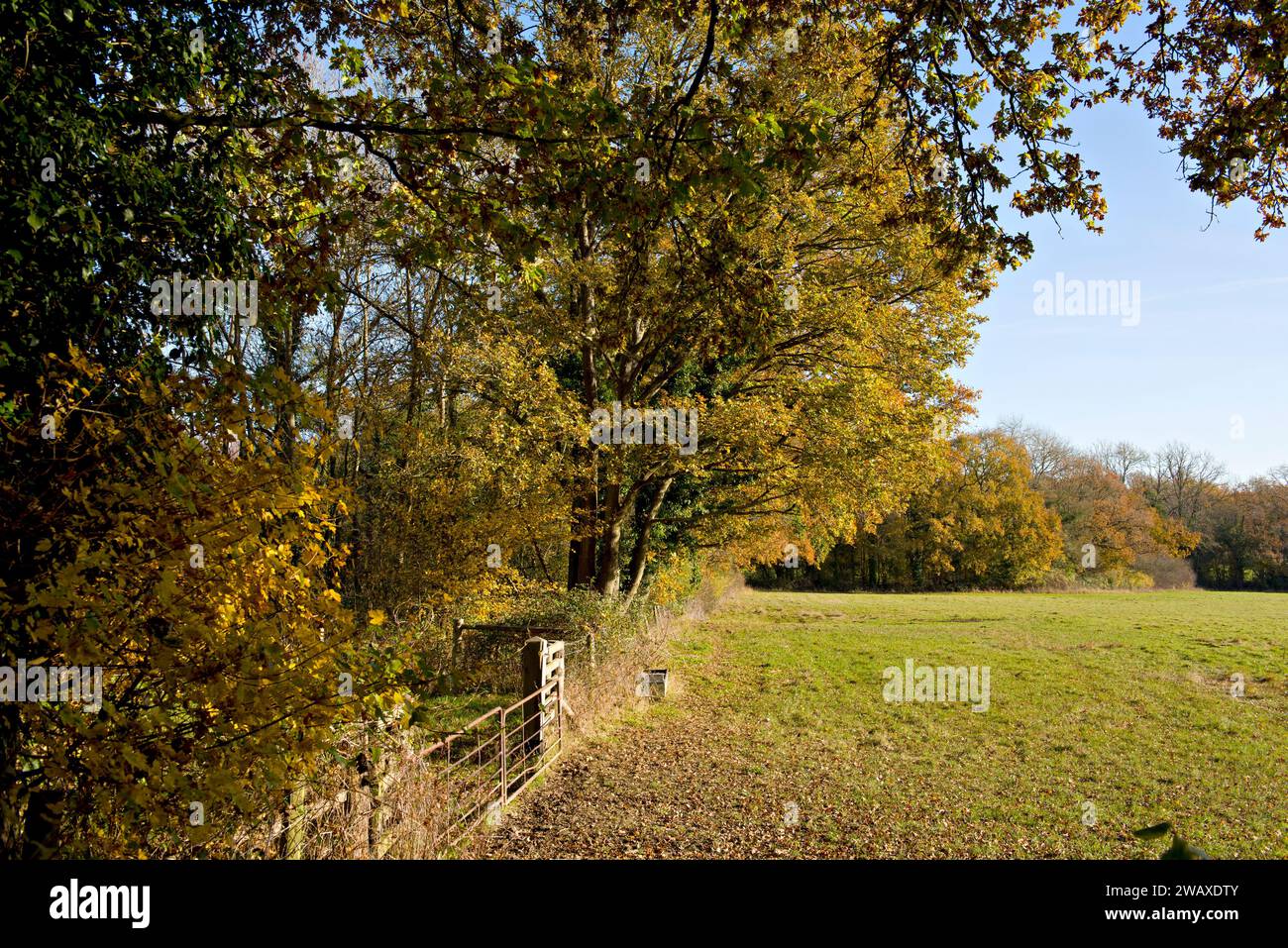 Autumnal colours in the Kentish countryside, England, Fall 2023 Stock ...